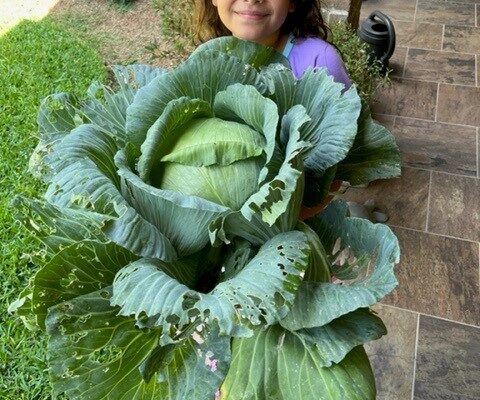 4th Grader Wins State Title After Growing Massive, 7.5 lb. Cabbage ...