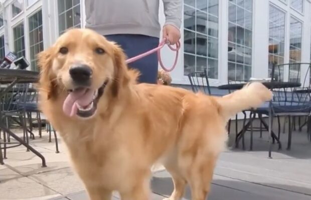 (Ruh Roh!)… Dog Eats Owner’s Passport, Putting Couple’s Italy Wedding ...